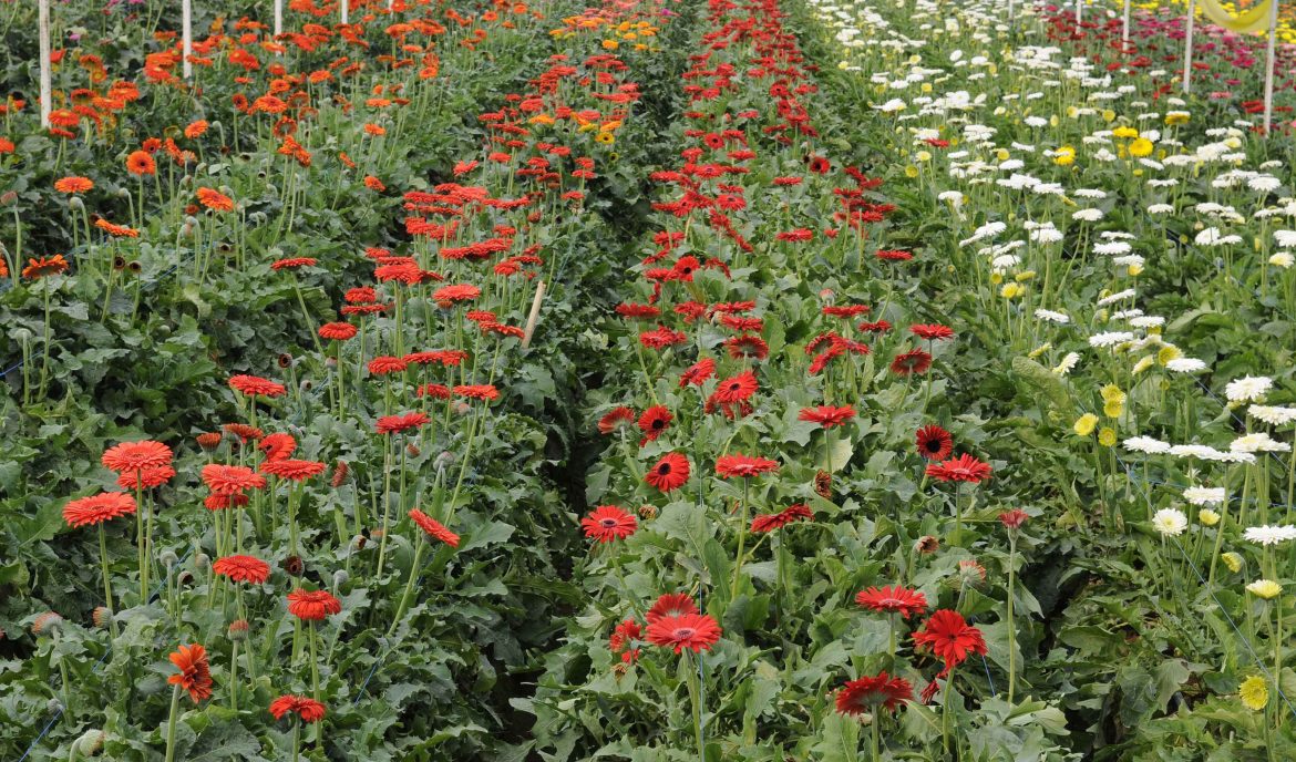 Se posiciona el Edoméx como líder nacional y único productor de la flor ...